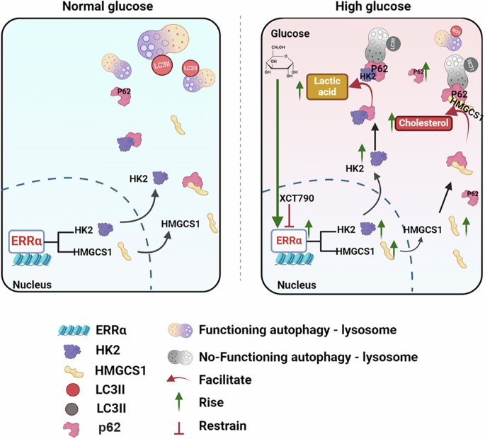High glucose levels promote glycolysis and cholesterol synthesis via ERRα and suppress the ...