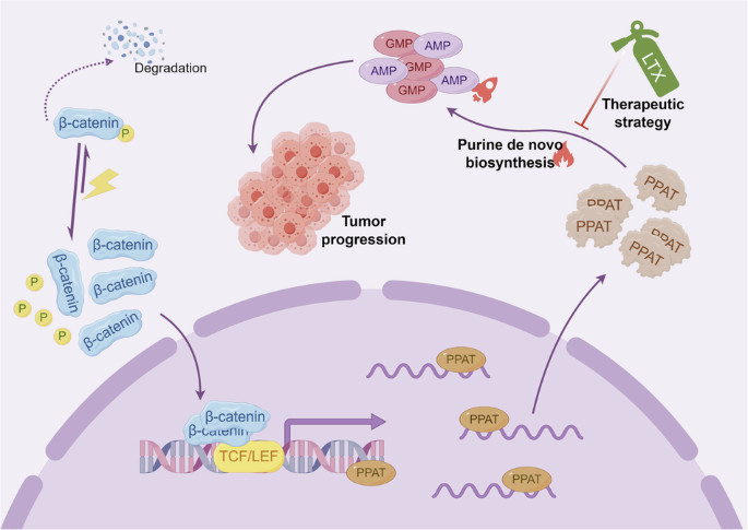 Therapeutic targeting de novo purine biosynthesis driven by β-catenin ...