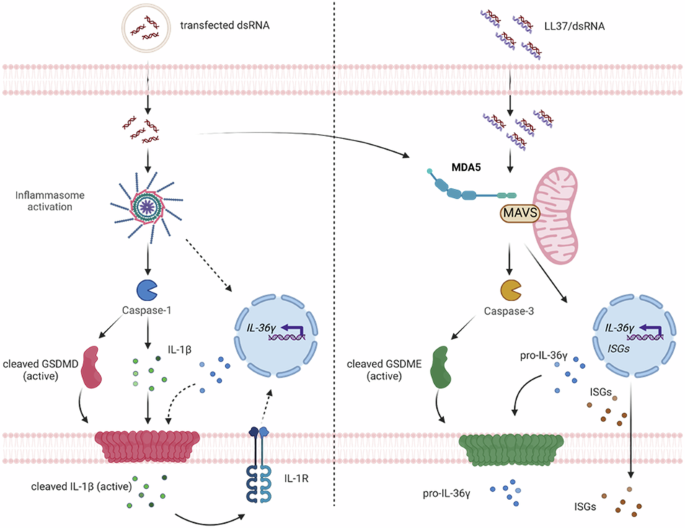LL37 complexed to double-stranded RNA induces RIG-I-like receptor ...