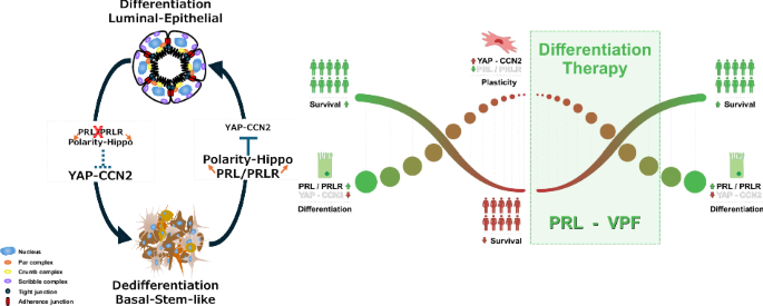 A novel clinically relevant antagonistic interplay between prolactin and oncogenic YAP-CCN2 ...