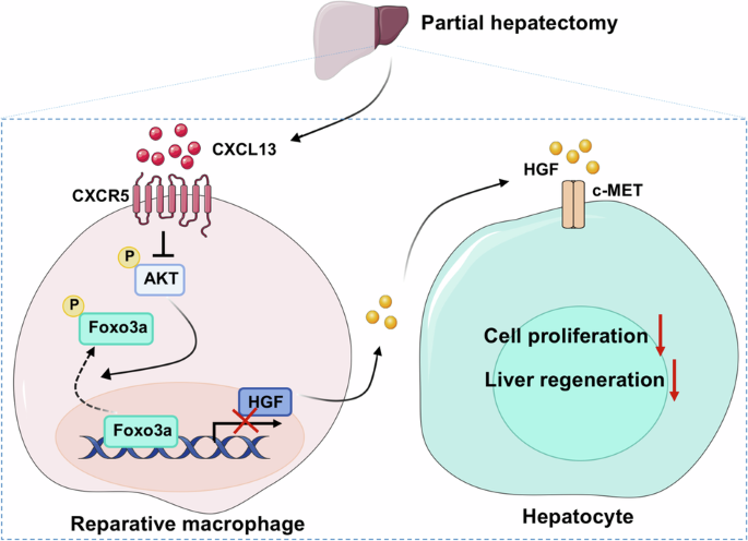 CXCL13 suppresses liver regeneration through the negative regulation of ...