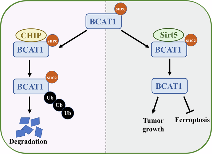 SIRT5-mediated BCAT1 desuccinylation and stabilization leads to ...