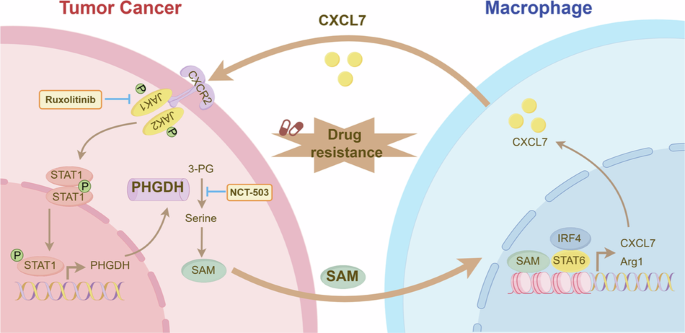 Chemotherapy-induced macrophage CXCL7 expression drives tumor ...