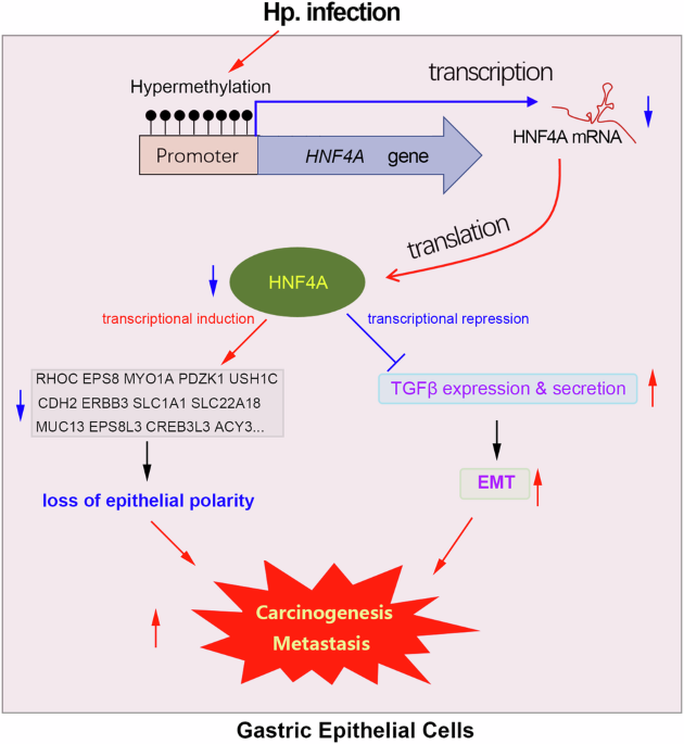 Hypermethylation-mediated HNF4A silencing by Helicobacter pylori ...