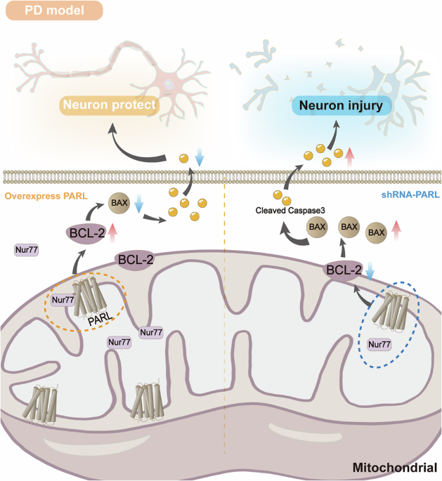 PARL stabilizes mitochondrial BCL-2 via Nur77-mediated scaffolding as a therapeutic strategy for ...