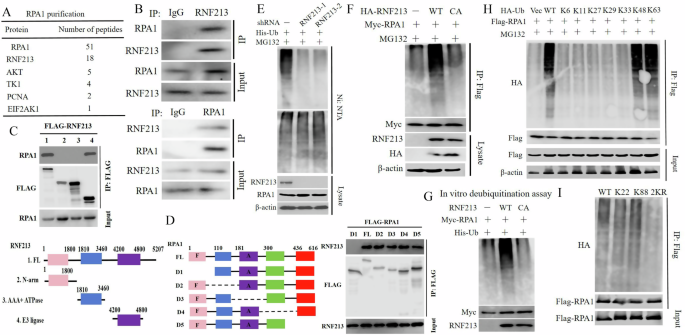Phosphorylation of RNF213 by ATM-mediated ubiquitination of RPA1 ...