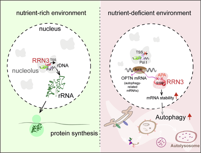 Nutrient stress diverts RRN3 from rRNA transcription to alternative ...