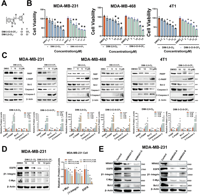 Orphan nuclear receptor 4A1 (NR4A1) and NR4A2 are endogenous regulators ...