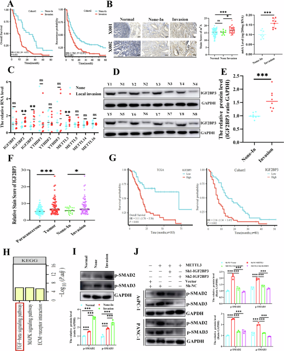 IGF2BP3 regulates EMP1 stability in an m6A-dependent manner and ...