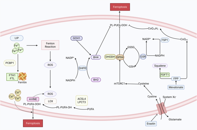Immune cells dying from ferroptosis: mechanisms and therapeutic ...