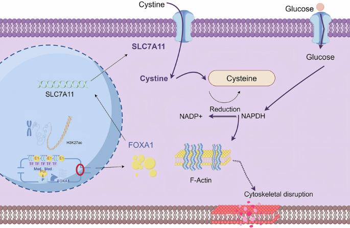 Super-enhancers mediates SLC7A11 via FOXA1 to regulate disulfidptosis ...