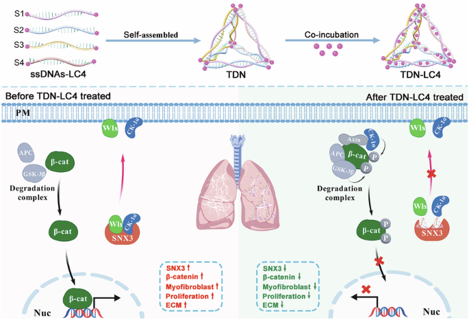 Targeting sorting nexin 3 to treat pulmonary fibrosis by dual ...