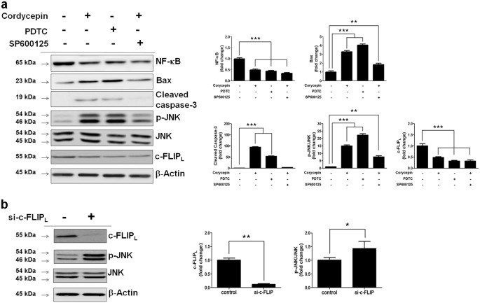 Cordycepin induces apoptosis of human ovarian cancer cells by ...