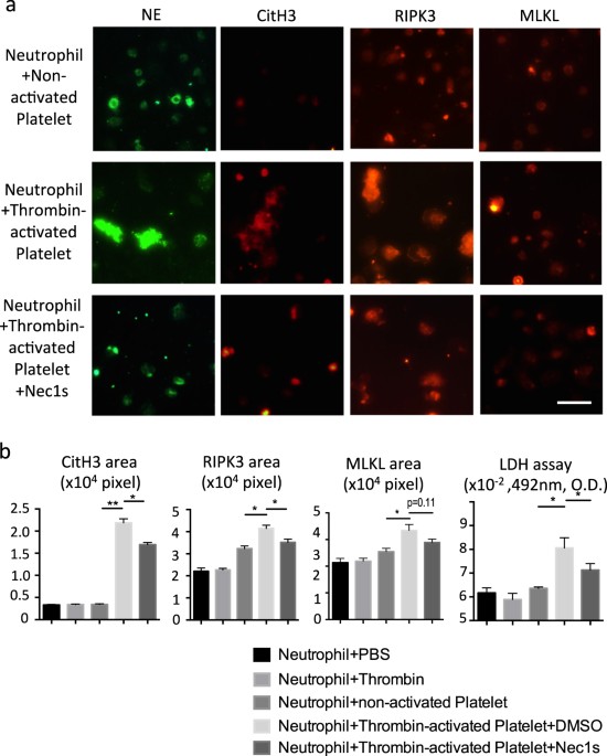 Activated platelets induce MLKL-driven neutrophil necroptosis and ...