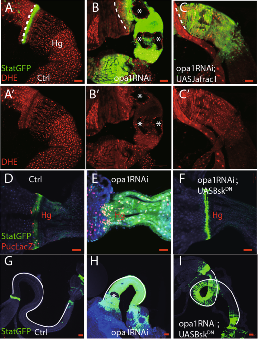 Mitochondrial dynamics regulates Drosophila intestinal stem cell ...