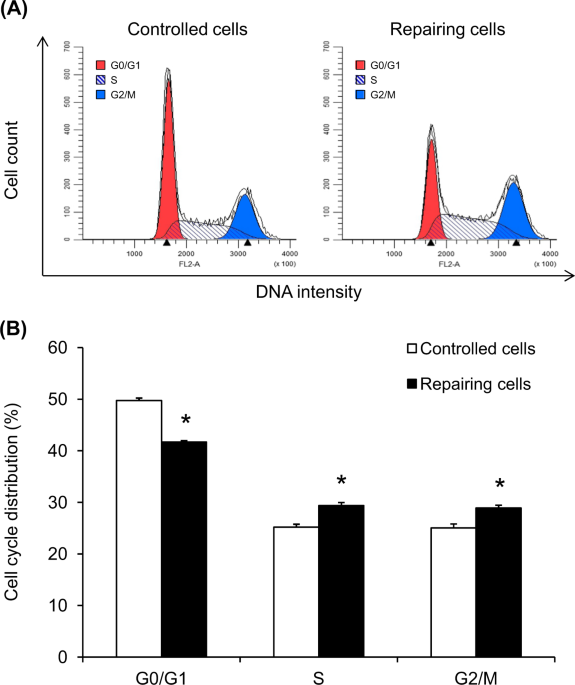 Cell cycle shift from G0/G1 to S and G2/M phases is responsible for ...