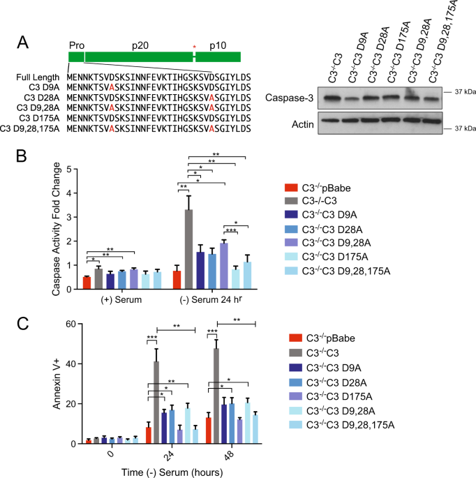 The prodomain of caspase-3 regulates its own removal and caspase ...