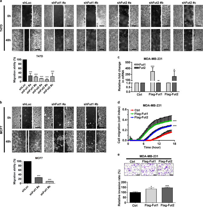 Fucosyltransferase 1 and 2 play pivotal roles in breast cancer cells ...