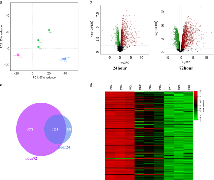 The whole transcriptome and proteome changes in the early stage of ...
