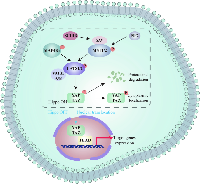 The roles of Hippo/YAP signaling pathway in physical therapy | Cell ...