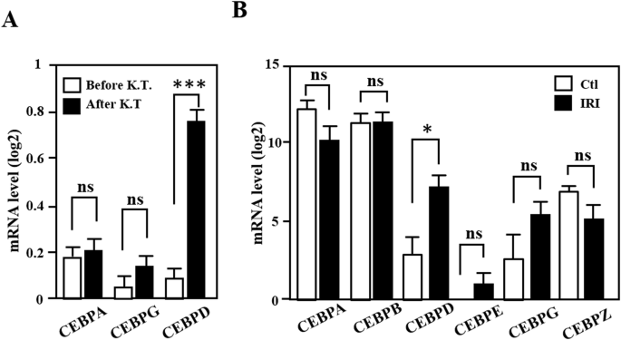Epithelial CEBPD activates fibronectin and enhances macrophage adhesion ...