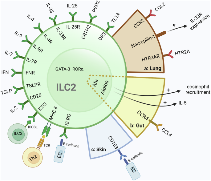 Tissue microenvironment induces tissue specificity of ILC2 | Cell Death ...