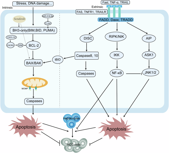 Programmed cell death in hepatocellular carcinoma: mechanisms and ...