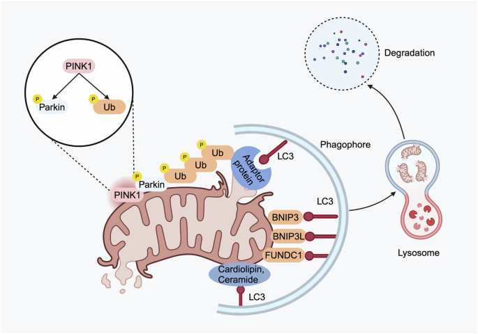 Mitophagy: insights into its signaling molecules, biological functions ...