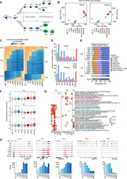 Chromatin landscape dynamics during reprogramming towards human naïve ...