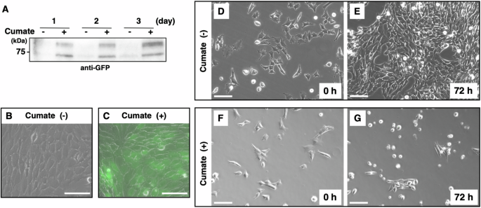 GALNTL5, which is restricted to mouse spermatids, impairs endoplasmic ...
