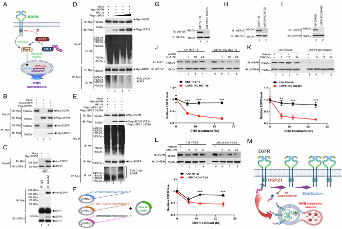 USP21-EGFR signaling axis is functionally implicated in metastatic ...