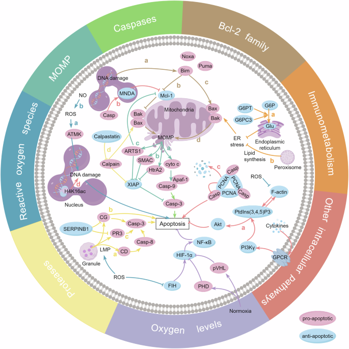 New insights into constitutive neutrophil death | Cell Death Discovery