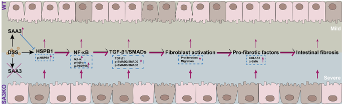 SAA3 deficiency exacerbates intestinal fibrosis in DSS-induced IBD ...