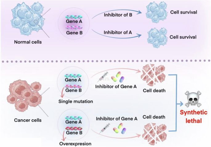 Perspectives on cancer therapy—synthetic lethal precision medicine ...