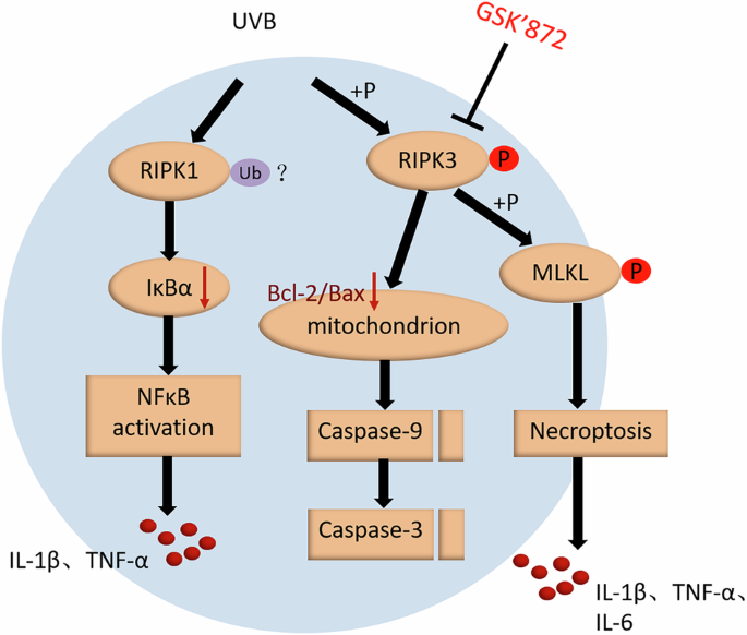 UVB-Induced necroptosis of the skin cells via RIPK3-MLKL activation ...