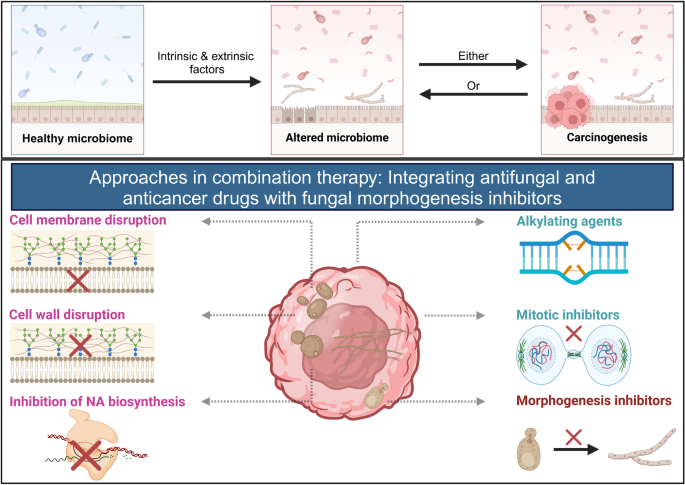 Intratumor fungi specific mechanisms to influence cell death pathways and trigger tumor cell ...