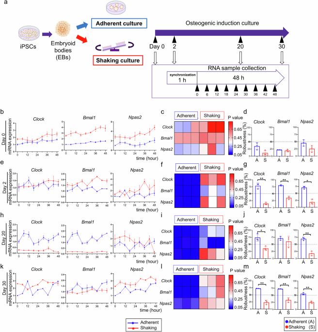 Shaking culture attenuates circadian rhythms in induced pluripotent ...