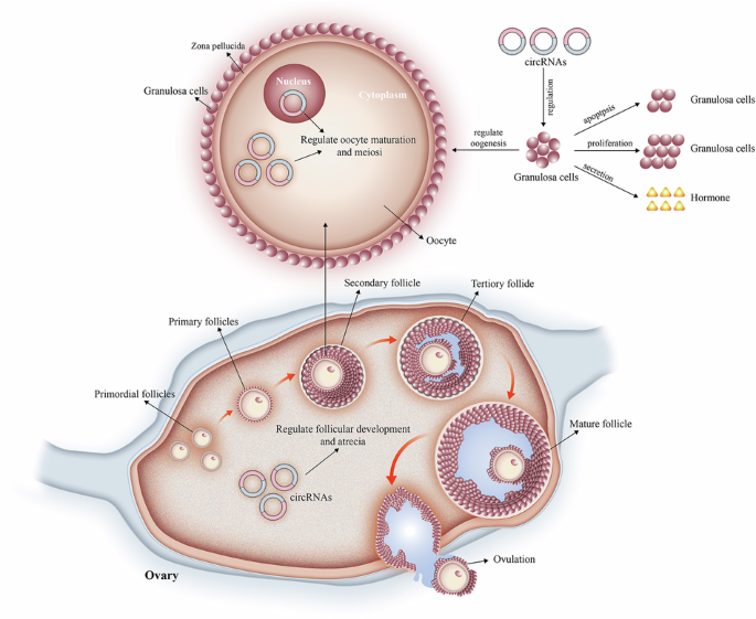 What Are Follicle Cells