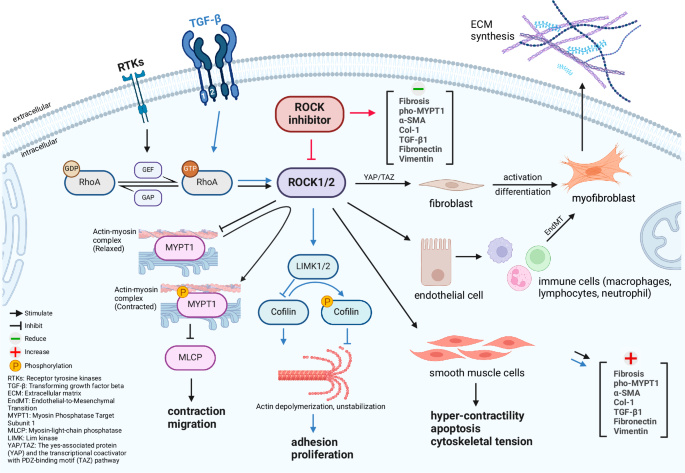 Rho-kinase inhibition reduces subretinal fibrosis | Cell Death Discovery