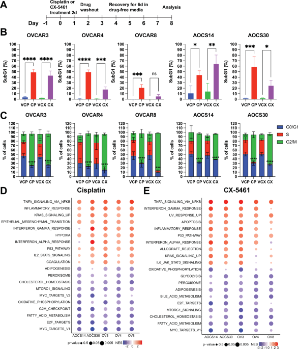 Exploiting dysregulated iron homeostasis to eradicate persistent high ...