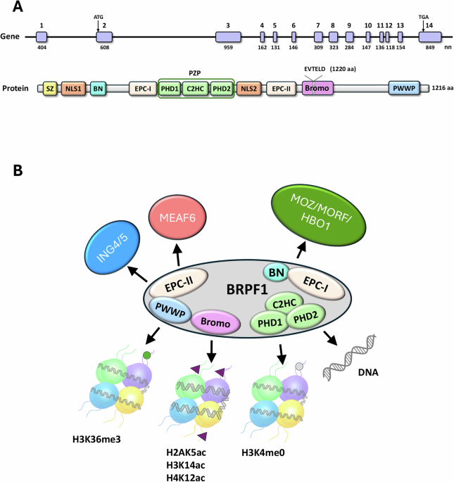BRPF1 in cancer epigenetics: a key regulator of histone acetylation and ...