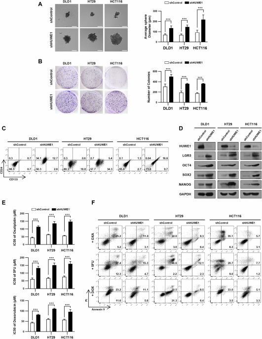 HUWE1 loss promotes stemness and drug resistance in CRC with ...