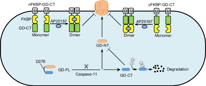 Chemically induced dimerization of GSDMD C-terminal domain blocks GSDMD ...
