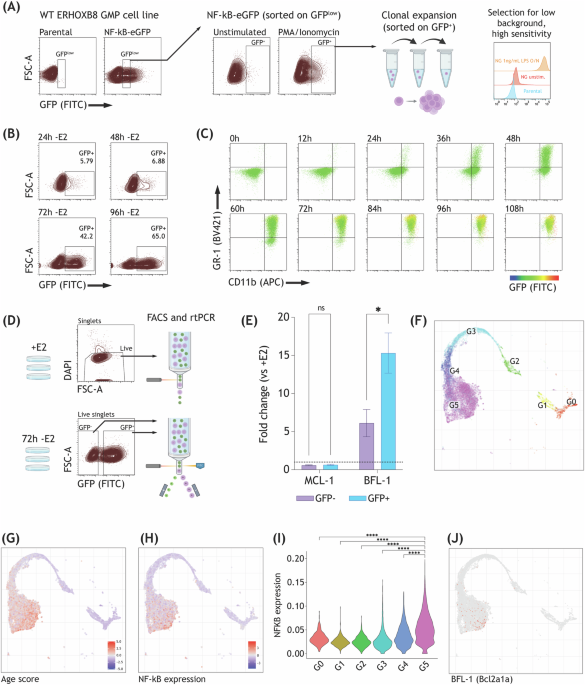 Tracking NF-kB activity across steady-state neutrophil maturation | Cell Death Discovery