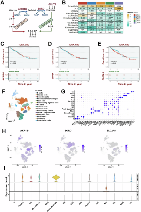 Evidence of fructose metabolism in colorectal cancer | Cell Death Discovery