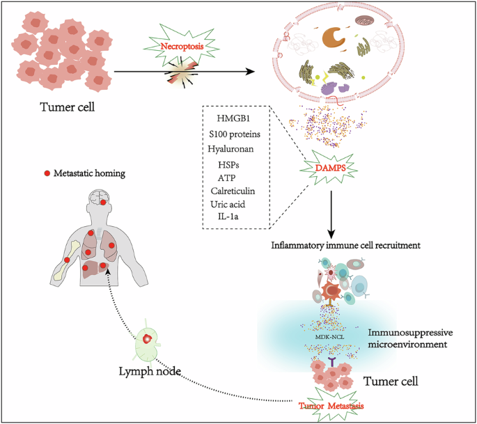 Single-cell and spatial dissection of necroptosis spatiotemporal ...