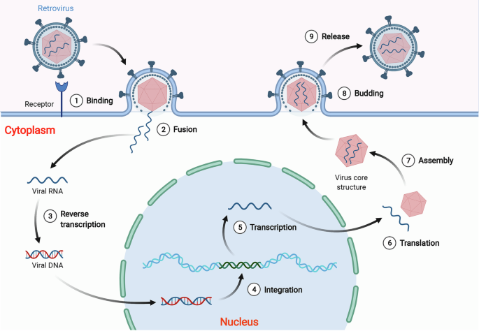 The expression, regulation, and function of human endogenous ...