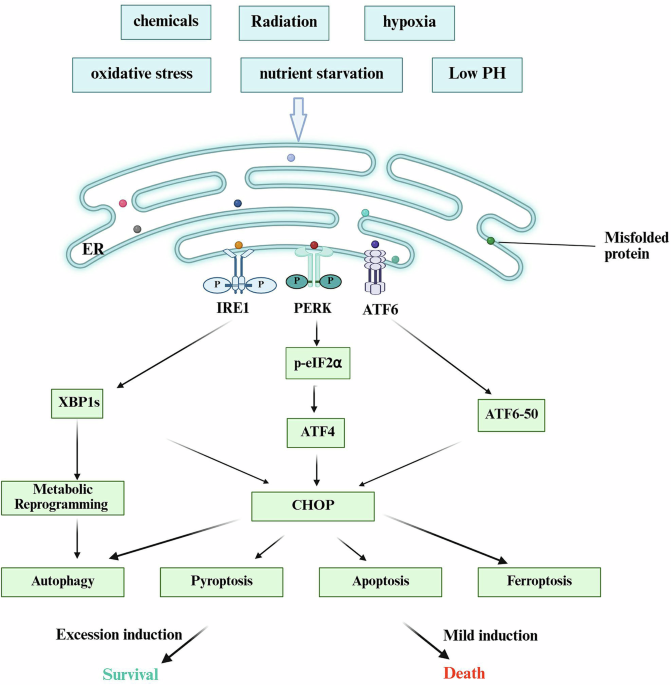Endoplasmic reticulum stress-mediated programmed cell death in the ...