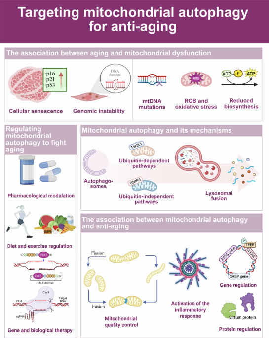Targeting mitochondrial autophagy for anti-aging | Cell Death Discovery