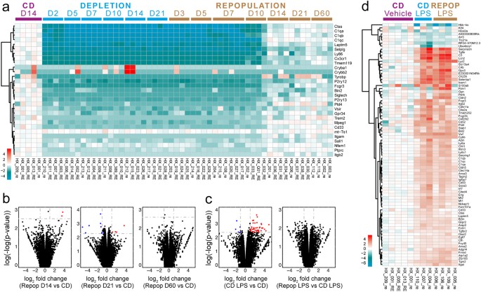 Dual extra-retinal origins of microglia in the model of retinal ...